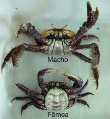 Crustáceos Características, Principais Representantes e Exemplos ...