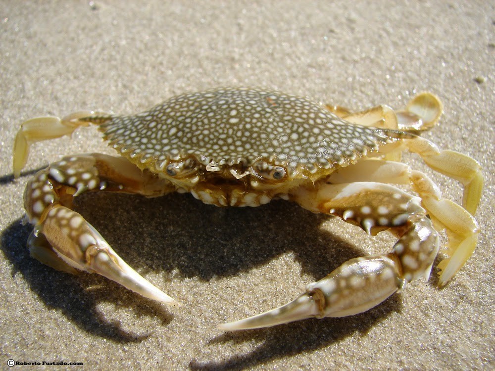 Características do Animal Siri | Mundo Ecologia