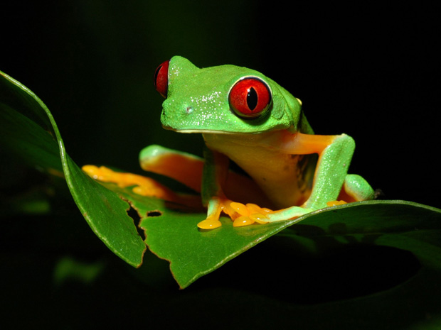 Curiosidades da Rã e Fatos Interessantes | Mundo Ecologia