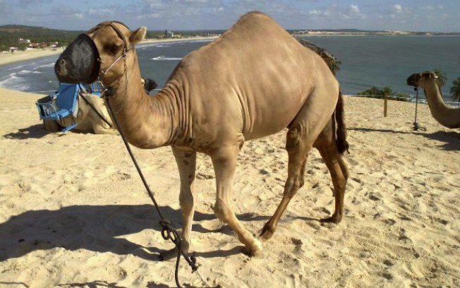 Animais Que Vivem no Calor – Mundo Ecologia