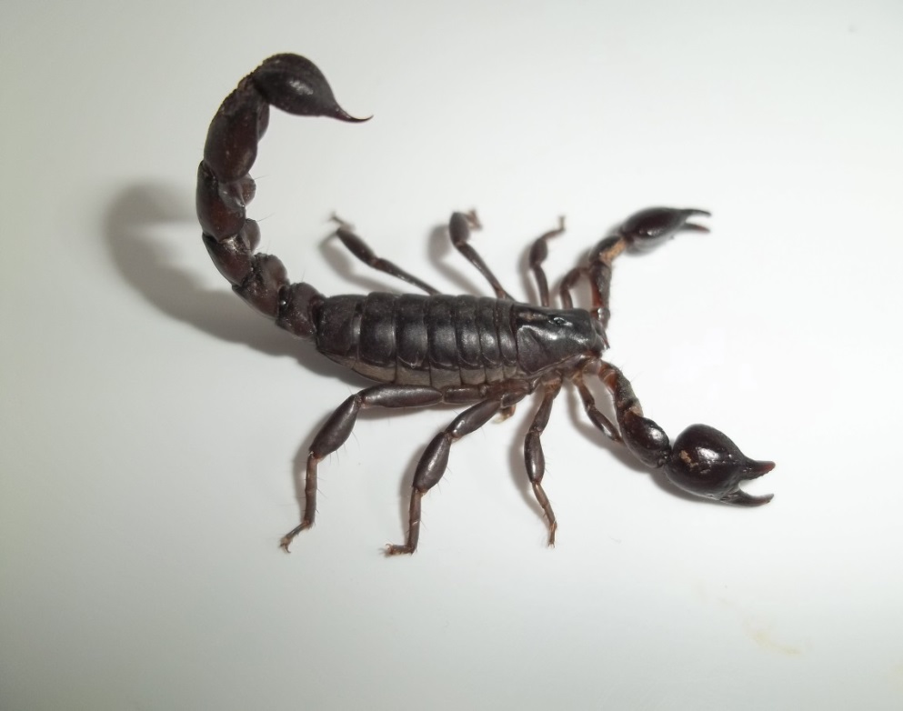 Escorpião Preto É Venenoso? Ele Pode Matar? | Mundo Ecologia