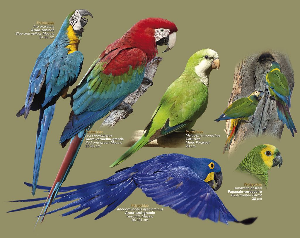 Reprodução das Araras, Filhotes e Tempo de Gestação | Mundo Ecologia