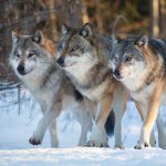 Gênero Canis – Principais Representantes e Familiares – Mundo Ecologia