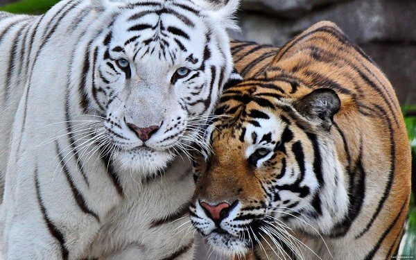 Tigre: Habitat Onde Eles Vivem na Natureza | Mundo Ecologia
