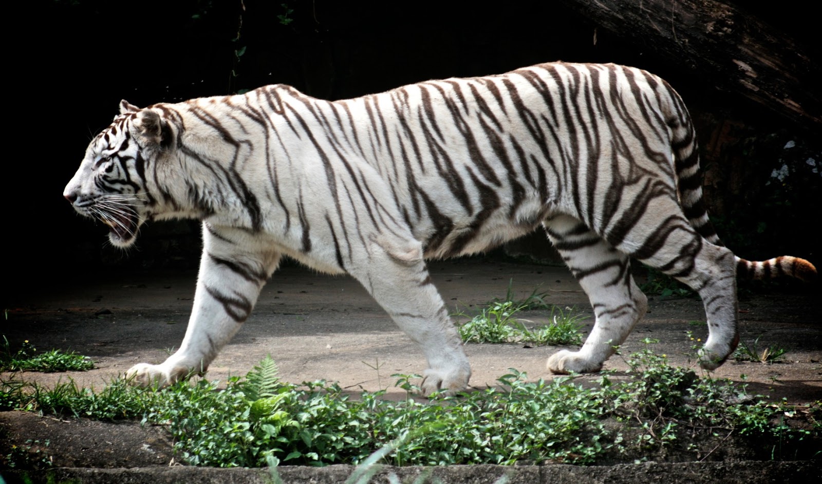 Tigre: Habitat Onde Eles Vivem na Natureza | Mundo Ecologia