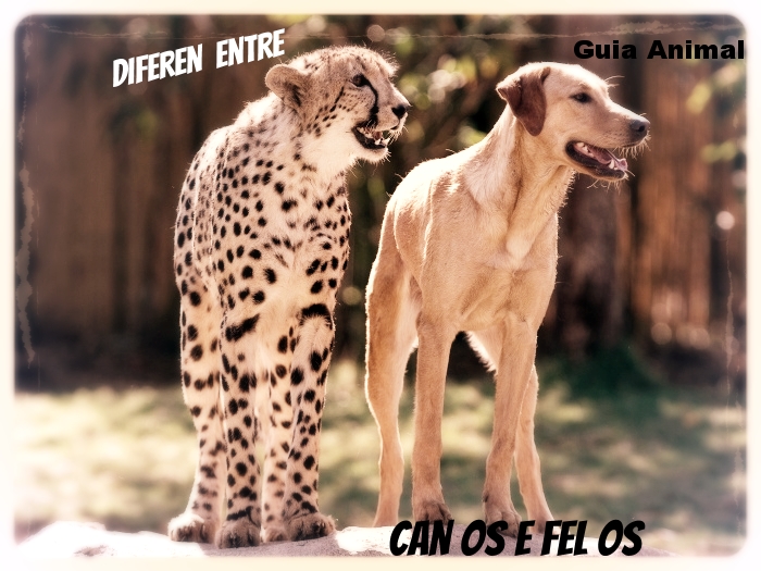 Canídeos e Felídeos: Quais as Diferenças? – Mundo Ecologia