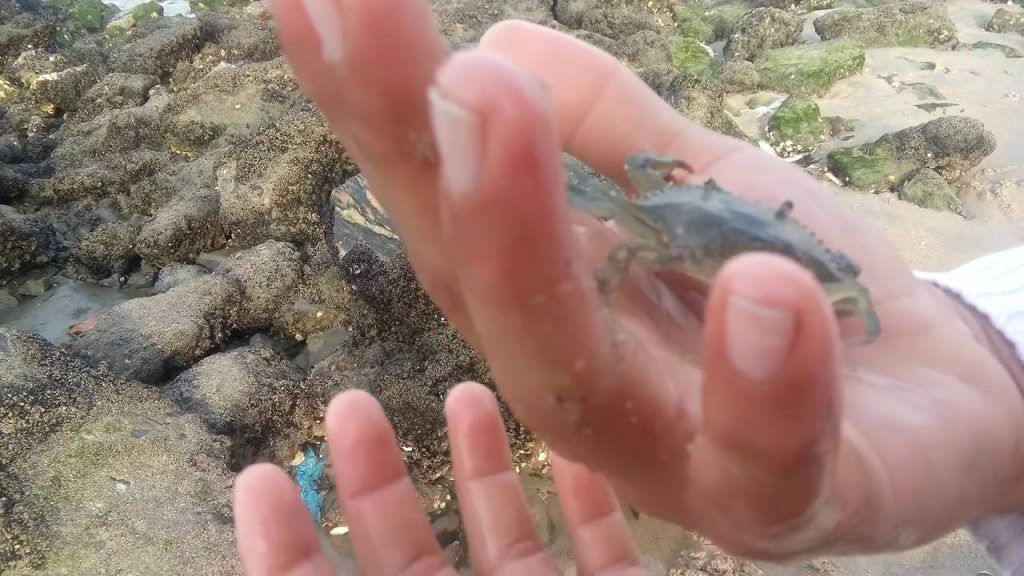 Siri do Mangue Características e Fotos | Mundo Ecologia