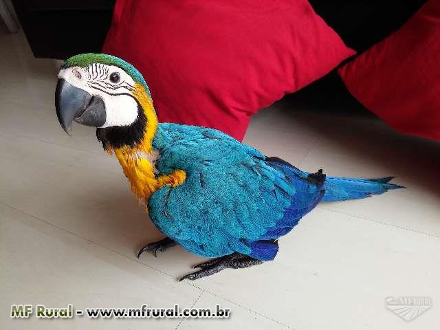 Arara Canindé: Nome Científico, Curiosidades e Fotos | Mundo Ecologia