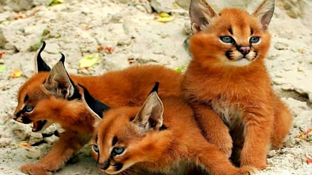 Lince Doméstico: Preço, Fotos e Curiosidades | Mundo Ecologia