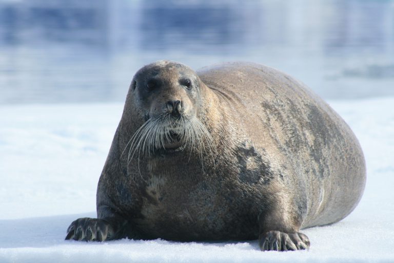 Qual É A Cor Da Foca? – Mundo Ecologia
