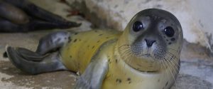 Qual É A Cor Da Foca? | Mundo Ecologia