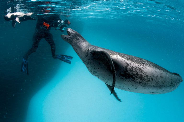 Qual É A Cor Da Foca? – Mundo Ecologia