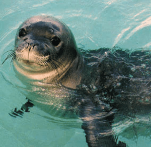 Qual É A Cor Da Foca? – Mundo Ecologia