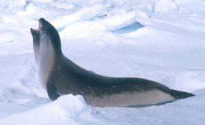 Qual É A Cor Da Foca? – Mundo Ecologia