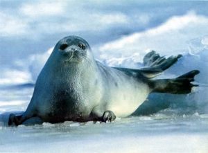 Qual É A Cor Da Foca? – Mundo Ecologia