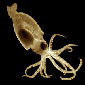 Lula é Peixe ou Molusco? | Mundo Ecologia