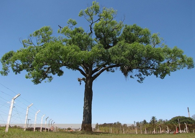 Espécies de Árvores – Com Fotos | Mundo Ecologia