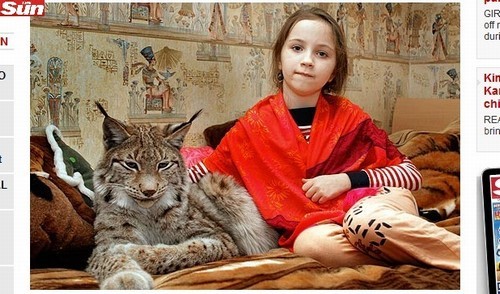 Lince Doméstico: Preço, Fotos e Curiosidades | Mundo Ecologia