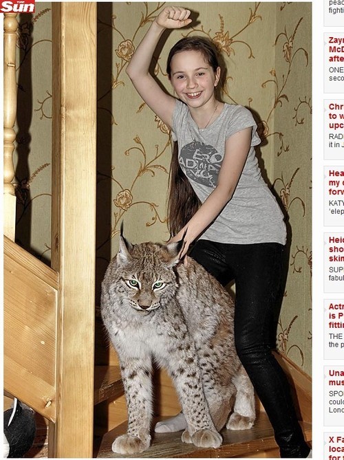 Lince Doméstico: Preço, Fotos e Curiosidades | Mundo Ecologia