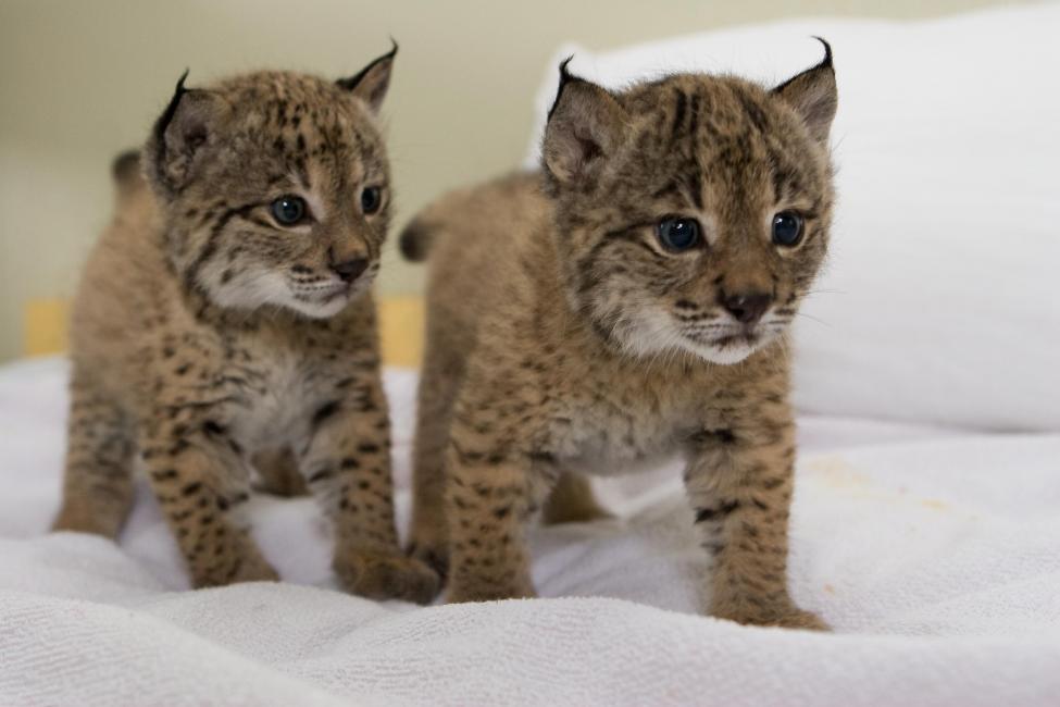 Lince Doméstico: Preço, Fotos e Curiosidades | Mundo Ecologia