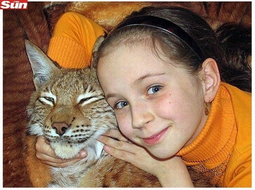 Lince Doméstico: Preço, Fotos e Curiosidades | Mundo Ecologia