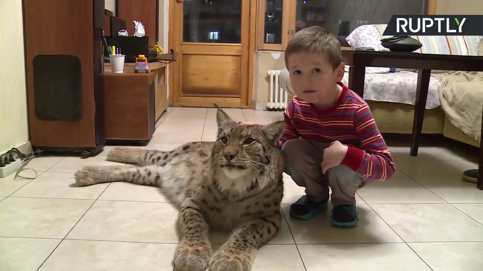 Lince Doméstico: Preço, Fotos e Curiosidades | Mundo Ecologia