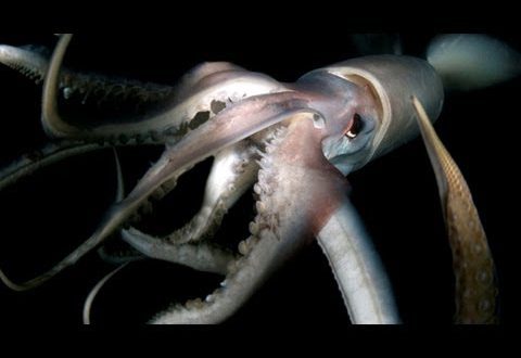 Lula-de-Humboldt: Tamanho, Bico, Características e Fotos | Mundo Ecologia