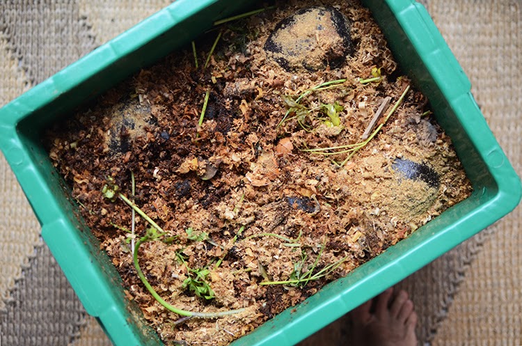 Como Fazer um Minhocário Passo a Passo | Mundo Ecologia