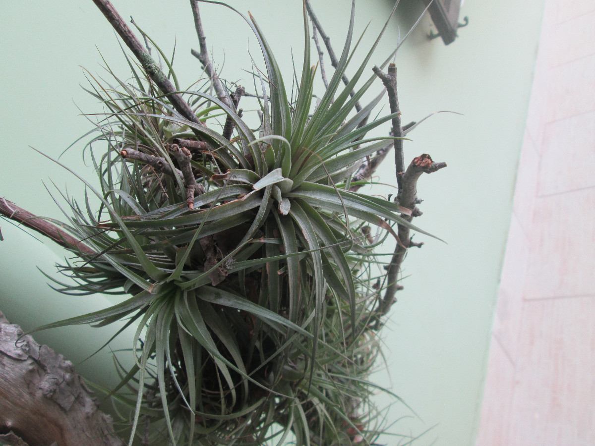 Bromélias, Características, Mini-bromélias e Qualidades | Mundo Ecologia