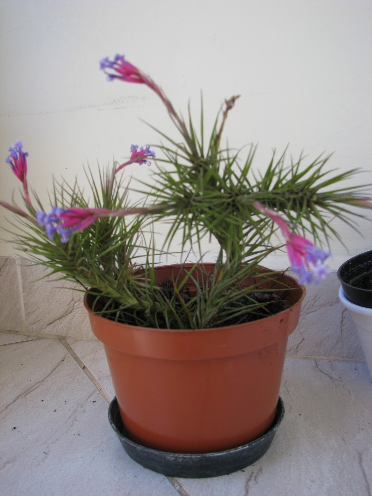 Bromélias, Características, Mini-bromélias e Qualidades | Mundo Ecologia