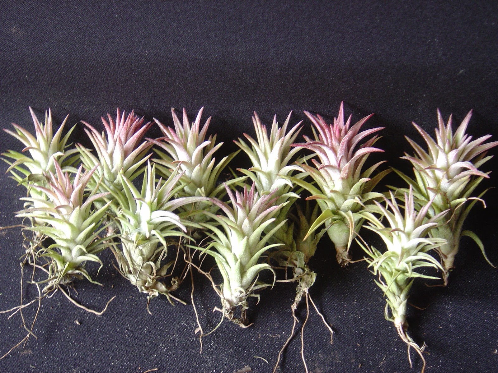 Bromélias, Características, Mini-bromélias e Qualidades | Mundo Ecologia