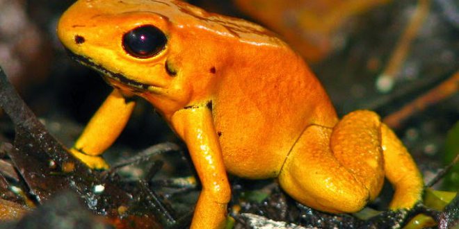 Sapo Amarelo é Venenoso? Phyllobates Terribilis e suas Particularidades ...