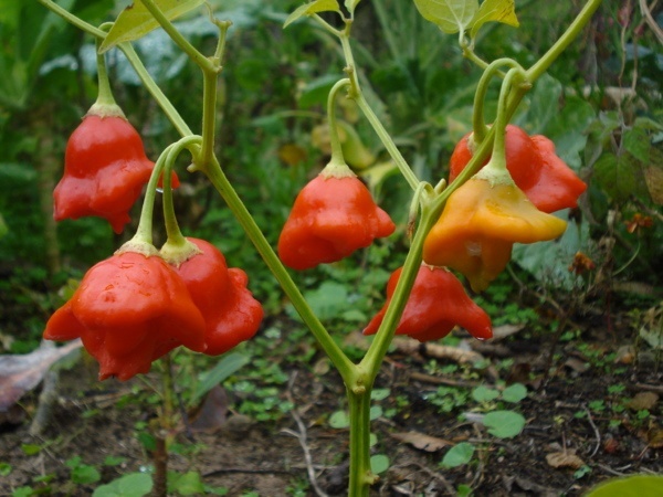 Pimenta Cambuci: Valor Nutricional e Origem | Mundo Ecologia