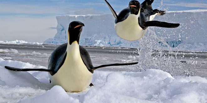 Animais que Vivem no Ártico, nas Geleiras e Calotas Polares | Mundo ...