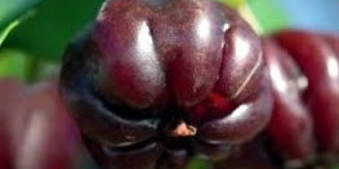 Pitanga Roxa: Benefícios, Características e Fotos | Mundo Ecologia