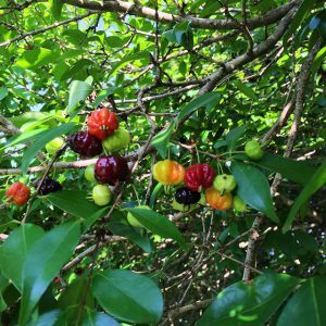 Pitanga Roxa: Benefícios, Características e Fotos | Mundo Ecologia