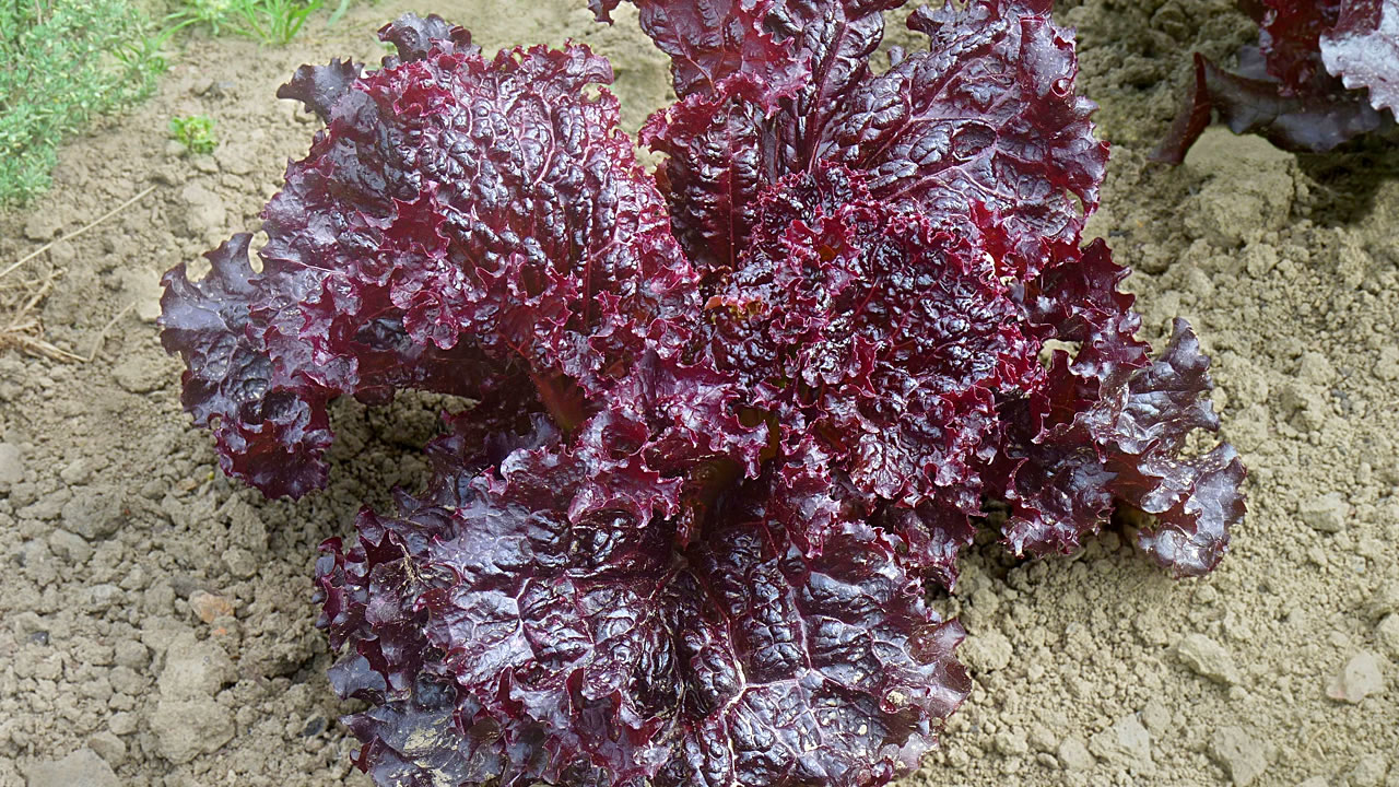 Alface Frisée Rosa e Roxa: Como Plantar e Diferenças | Mundo Ecologia