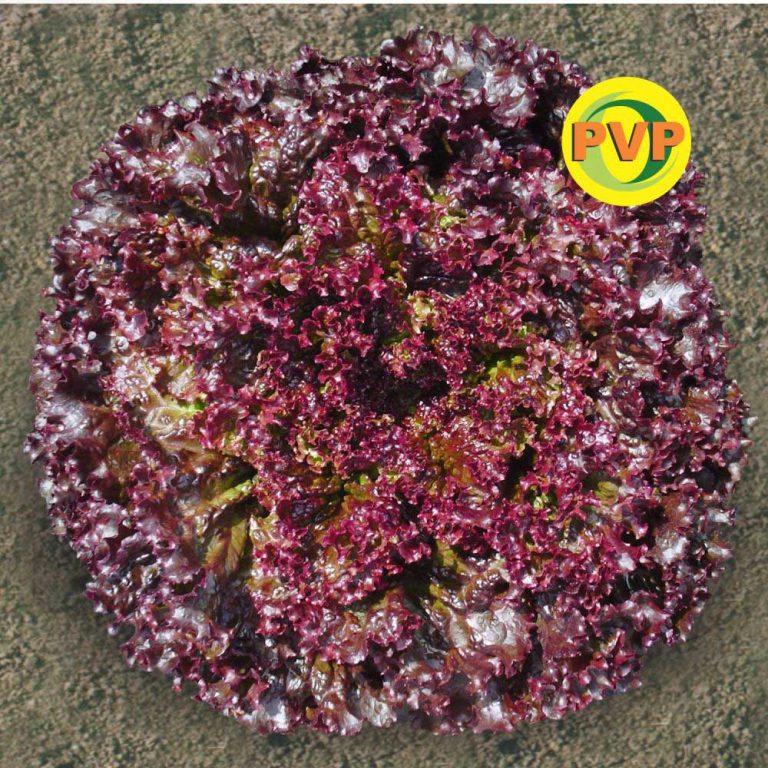 Alface Frisée Rosa e Roxa: Como Plantar e Diferenças | Mundo Ecologia