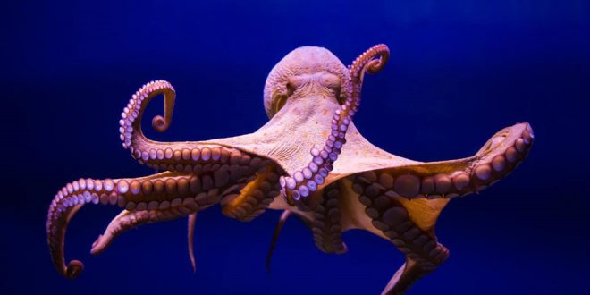 Diferença entre Lula do Mar e Polvo | Mundo Ecologia