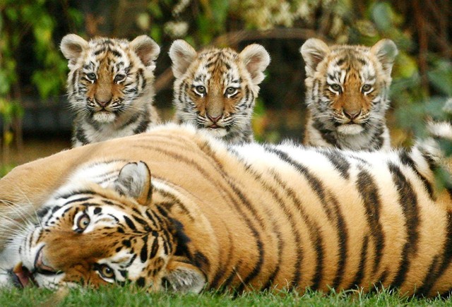 Tigre de Bengala: Extinção, Curiosidades, Filhote e Fotos | Mundo Ecologia