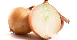 Bulbo da Cebola: Introdução, Como Plantar, Colheita e Desenvolvimento ...