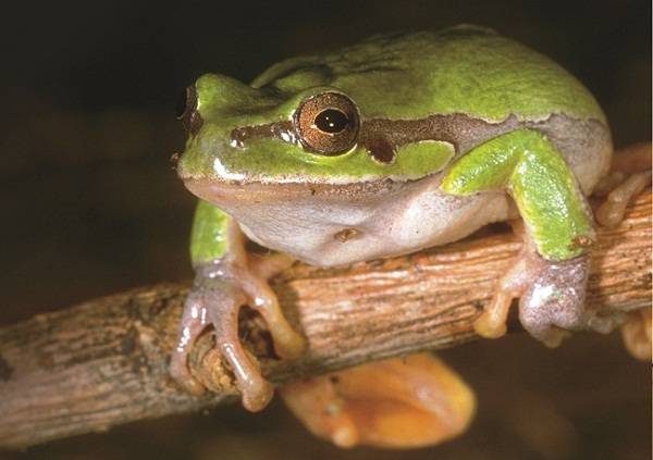 Características da Rã – Mundo Ecologia