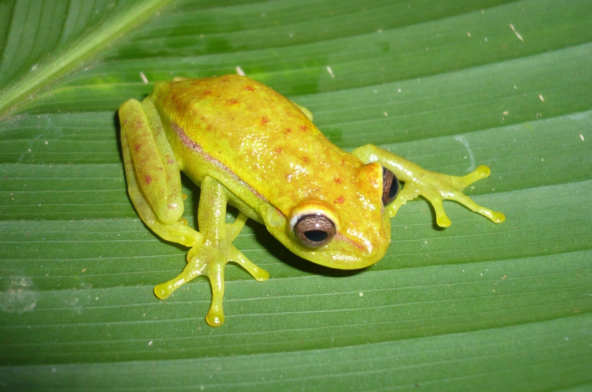 Características da Rã – Mundo Ecologia