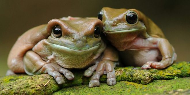 Características da Rã | Mundo Ecologia