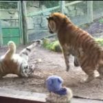 Tamanho do Tigre, Peso, Comprimento | Mundo Ecologia