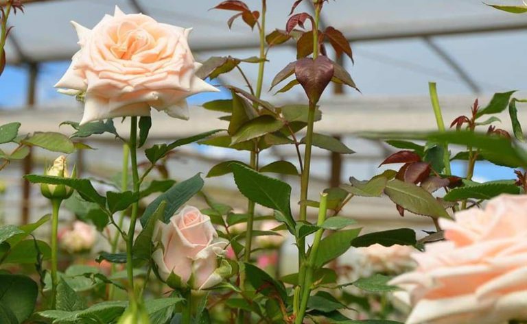 O Que Fazer Com Rosas Murchas? Como Recuperar? | Mundo Ecologia