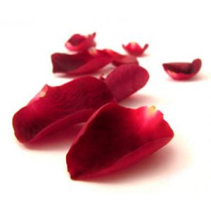 Rosa Rubra: Significado, Características e Fotos – Mundo Ecologia