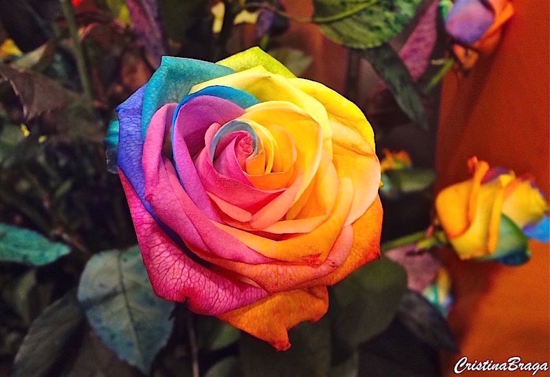 Como Germinar Rosas Raras? Silvestres, Trepadeiras e Híbridas – Mundo ...