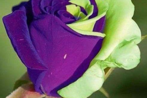 Como Germinar Rosas Raras? Silvestres, Trepadeiras e Híbridas | Mundo ...