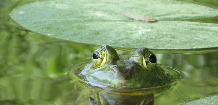 Alimentação dos Sapos: O Que os Sapos Comem? | Mundo Ecologia